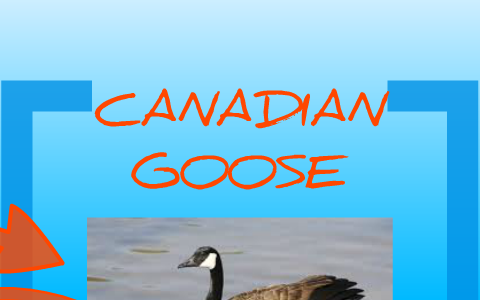 CANADIAN GOOSE FOOD WEB by Chase Cozart on Prezi