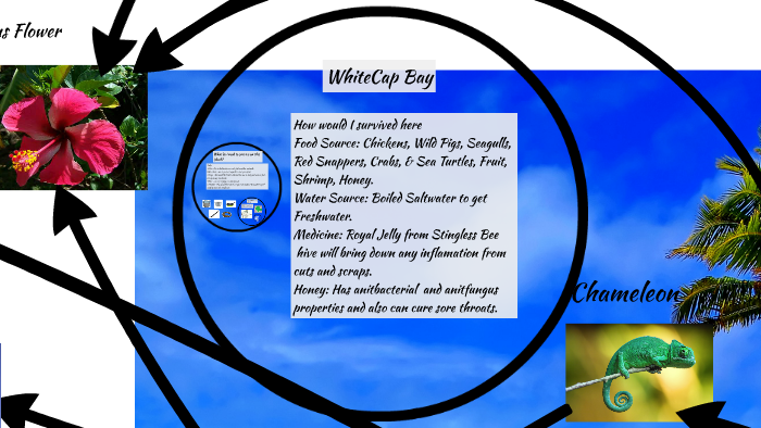 Carribean Island Food Web by Haley Cheatwood on Prezi