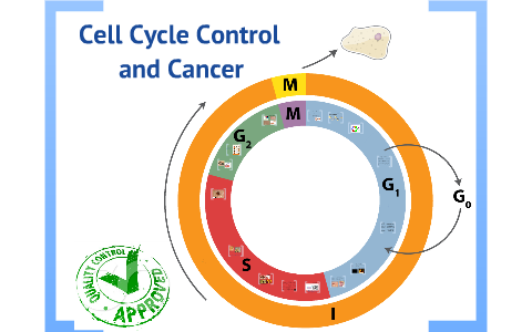 Chapter 10 Section 3 Regulating the Cell Cycle by Will James on Prezi