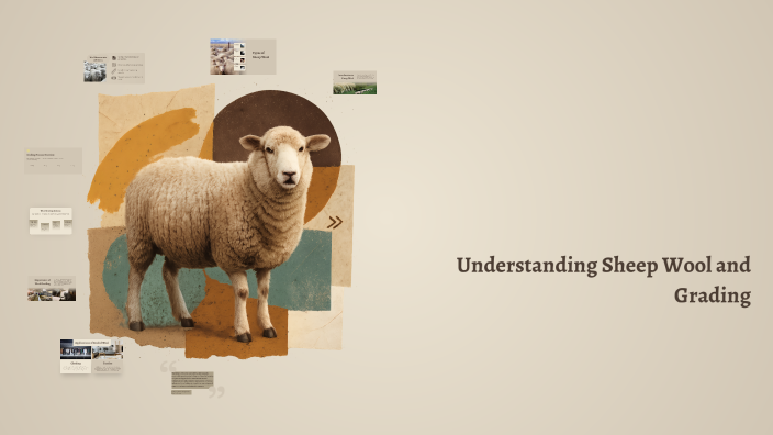 Understanding Sheep Wool and Grading by JaCee Hogue on Prezi