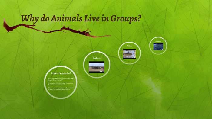 Why do Animals Form Groups? by Stephanie Federico on Prezi