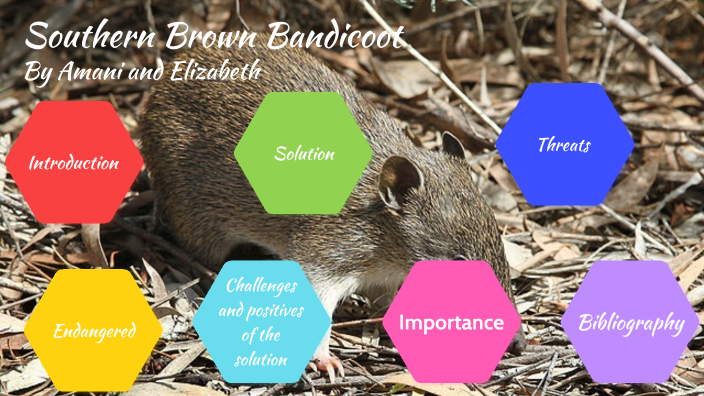 Southern Brown' Bandicoot by Elizabeth Xu on Prezi