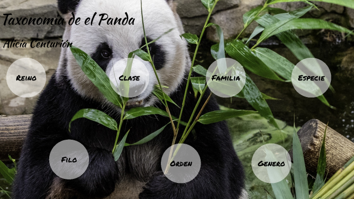 Taxonomía de el Panda by Danna Miranda on Prezi