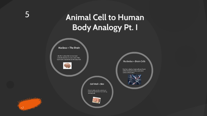 Animal Cell to Human Body Analogy Pt. I by Garrett Clayton on Prezi
