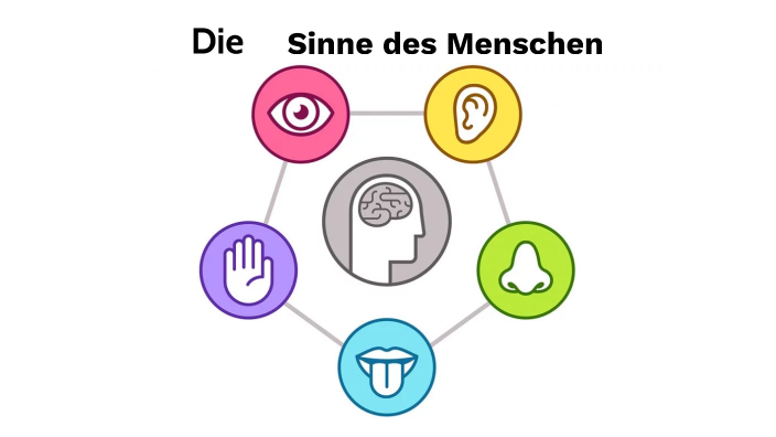Die 5 Sinne des Menschen by Aron Leitner on Prezi