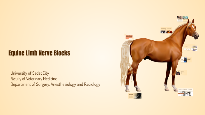 Understanding Equine Limb Nerve Blocks by Asmaa Nasser on Prezi