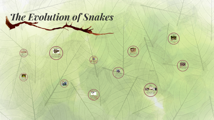 The Evolution of Snakes by Vanessa Aparicio on Prezi