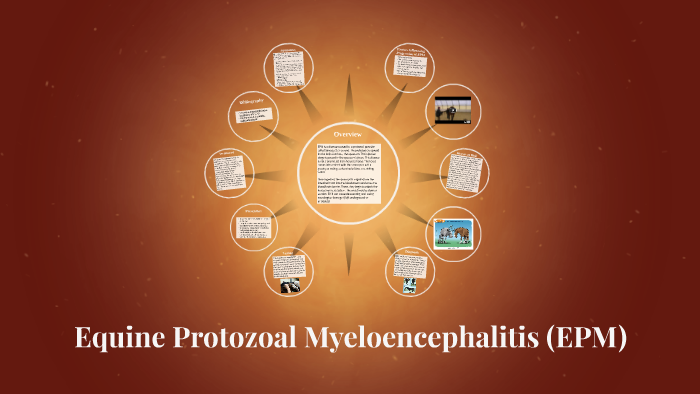 Equine Protozoal Myeloencephalitis (EPM) by Jordan Jerman on Prezi