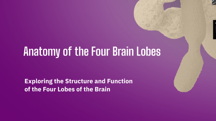 Anatomy of the Four Brain Lobes by Renima K P on Prezi