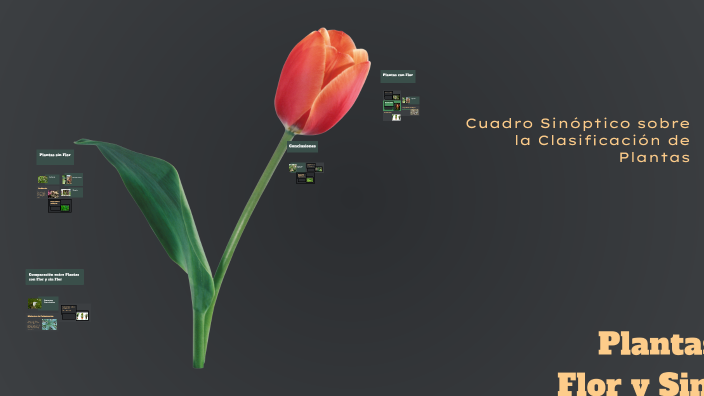 Plantas con Flor y Sin Flor by Veshidsa Gavilanes on Prezi