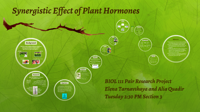 Synergetic Effect of Plant Hormones by el tarn on Prezi