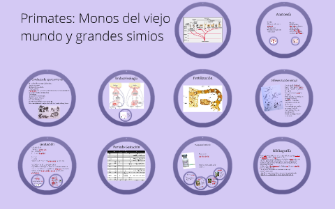 Primates: Monos del viejo mundo y grandes simios by Daniela García on Prezi
