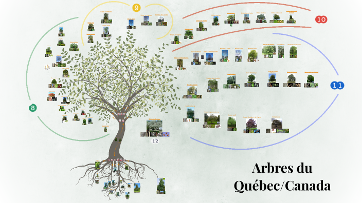 Arbres du Québec by Jonathan Roy on Prezi