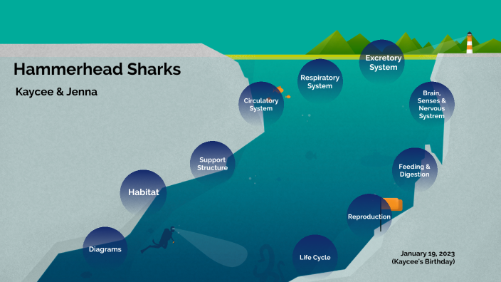 Hammerhead Sharks - Kaycee Anderson & Jenna Isaacson by jenna isaacson ...