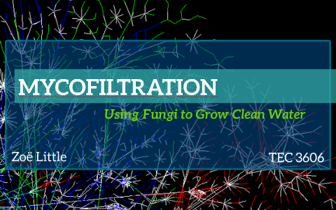 MYCOFILTRATION by Zoë Little on Prezi