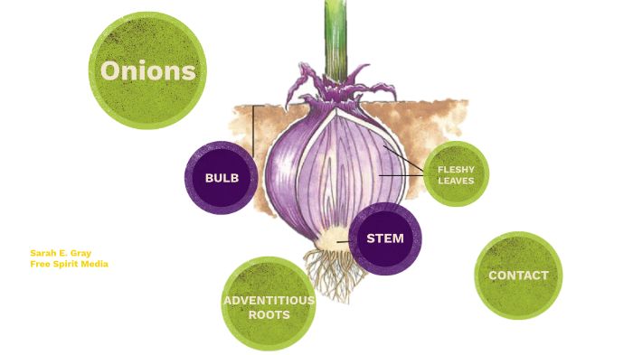 ONIONS. Pitch Deck by Sarah Gray on Prezi