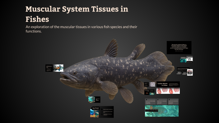 Muscular System Tissues in Fishes by Nurgun Iskanderli on Prezi
