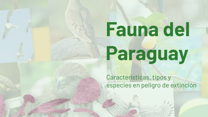 Fauna del Paraguay by Delia Escobar on Prezi