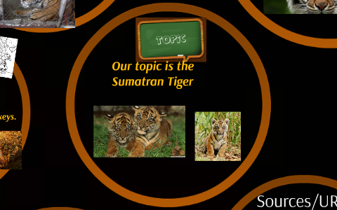 Endangered Species: The Sumatran Tiger by angel yang on Prezi