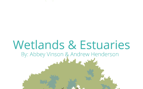 Wetlands & Estuaries by Andrew Henderson on Prezi