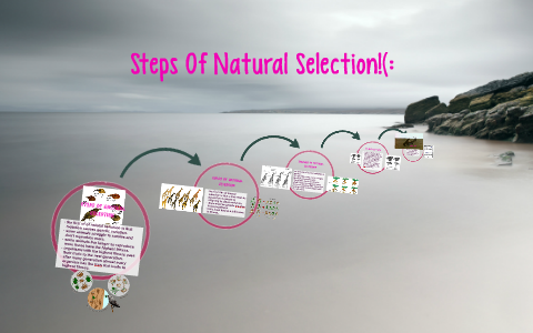 Steps Of Natural Selection!(: by jocelyne rodriguez on Prezi