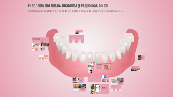 El Sentido del Gusto: Anatomía y Esquemas en 3D by Jaksin Arroyo maco ...