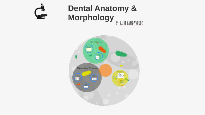 3 Types of Human Dentition by Rubi Landaverde on Prezi