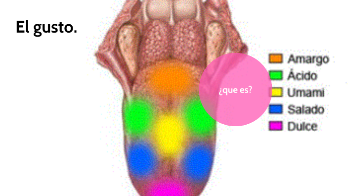 Estructura del gusto by Flor de Loto Bunny on Prezi