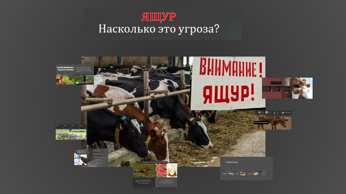 The Impact of Sheep Scab on Livestock by Nazira Rysbekova on Prezi