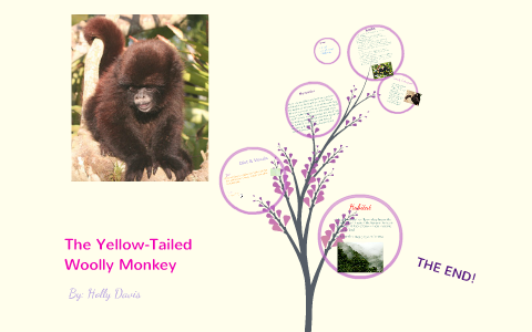 The Yellow-Tailed Woolly Monkey by Holly Davis on Prezi