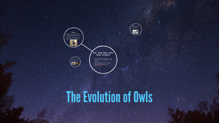 The Evolution of Owls by Nathaniel Gray