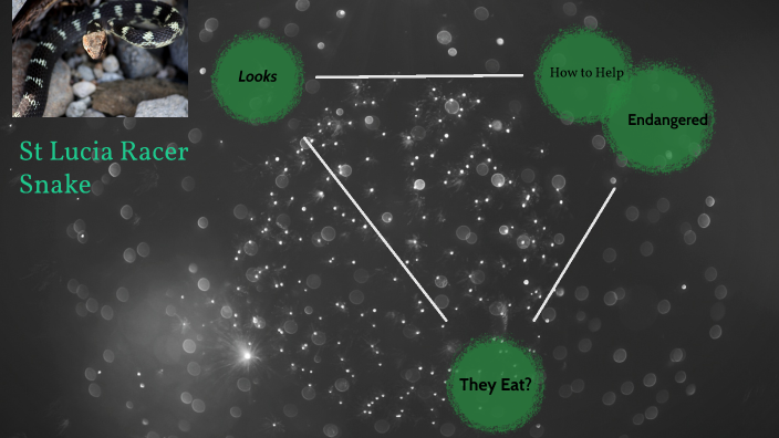 ST Lucia racer snake by Hera Wettach on Prezi