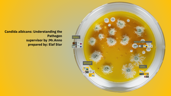 Candida albicans: Understanding the Pathogen by Elaf Star on Prezi