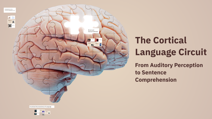 The Cortical Language Circuit by Mohammad Sawaftah on Prezi