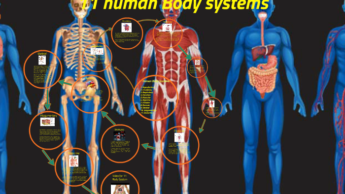 11 Human Body Systems by nadiya zaltsman on Prezi