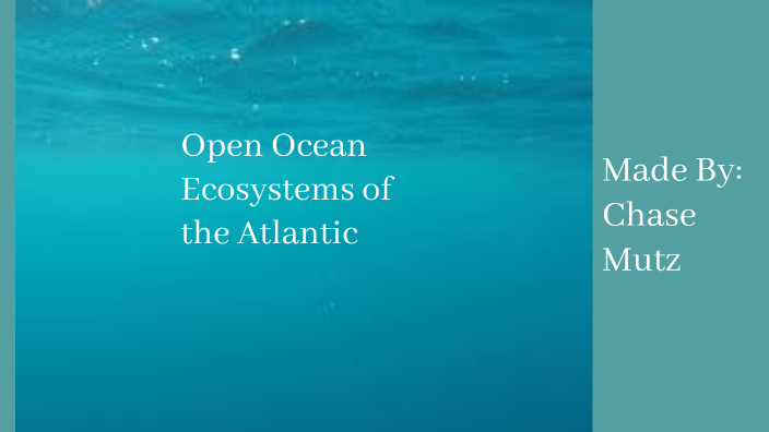 Open Ocean Ecosystems by -Chase -Mutz on Prezi