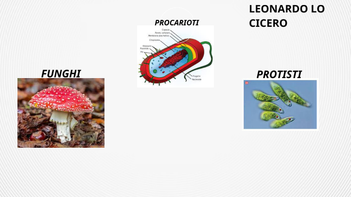 i procarioti, protisti e funghi by LEONARDO LO CICERO on Prezi