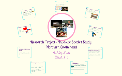 Research Project - Invasive Species Study by Ashley Lum on Prezi