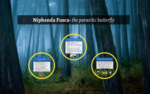 Niphanda Fusca- the parasitic butterfly by Natalie Merz on Prezi
