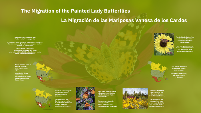 The Migration of Painted Lady Butterflies by Jon Weaver on Prezi