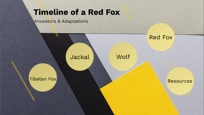 Red Fox Timeline by TYSHANAYA WEBB on Prezi