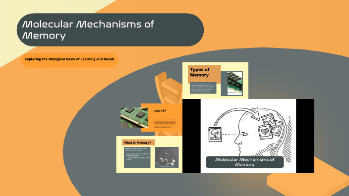 Molecular Mechanisms of Memory by Atanas Rusenov on Prezi