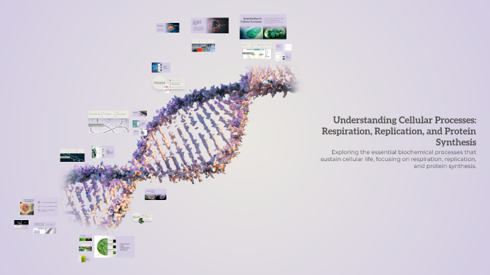 Understanding Cellular Processes: Respiration, Replication, and Protein ...