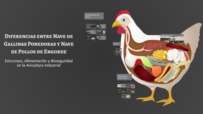 Diferencias entre Nave de Gallinas Ponedoras y Nave de Pollos de ...