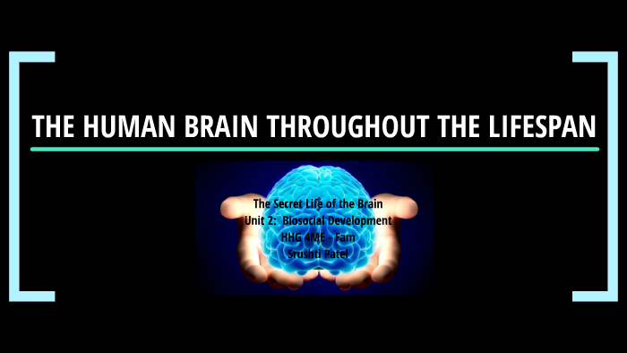 The Human Brain Throughout The Life Span by srushti patel on Prezi