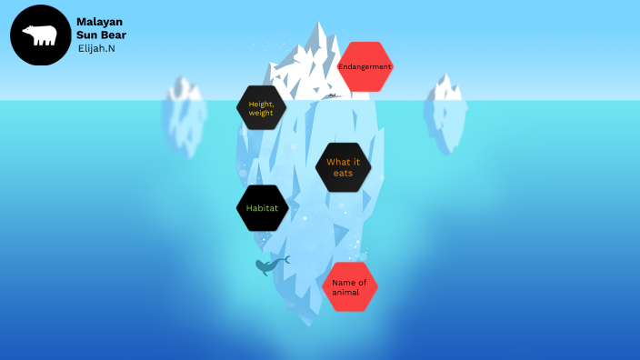 Malayan Sun Bear by Elijah Navarro on Prezi