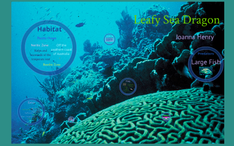 Sea Creature Project by Joanna Henry on Prezi
