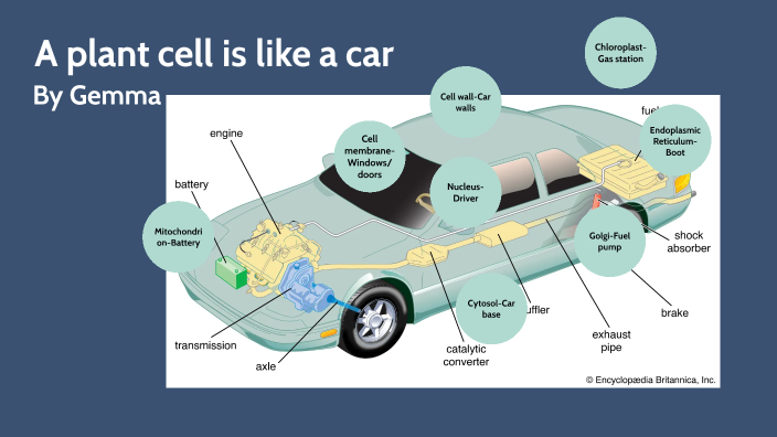 Cell by Gemma Whyatt on Prezi