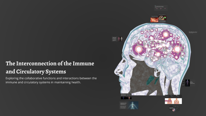 The Interconnection of the Immune and Circulatory Systems by Finley ...
