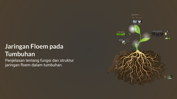 Jaringan Floem pada Tumbuhan by veni asriani on Prezi